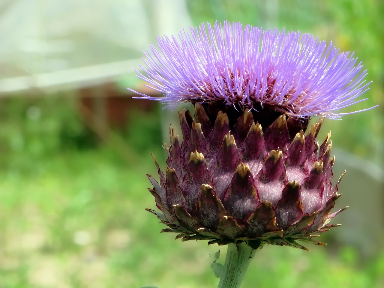 Grow Your Own Rainbow with These 24 Colorful Vegetables - Garden and Happy