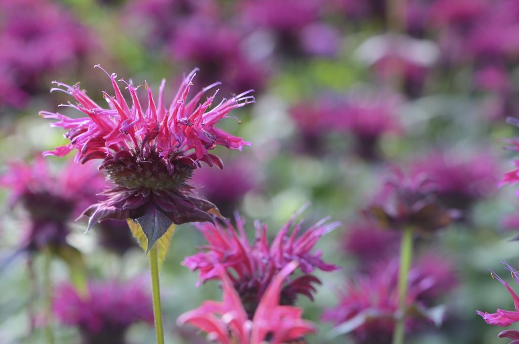 All About Bee Balm, and Why It's Such an Important Garden Ally - Garden ...