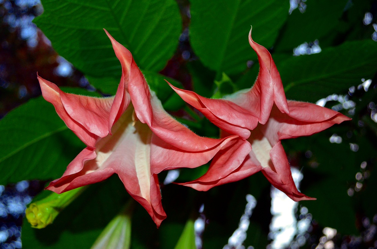 Everything You Need to Know About the Delightful Angel's Trumpet ...
