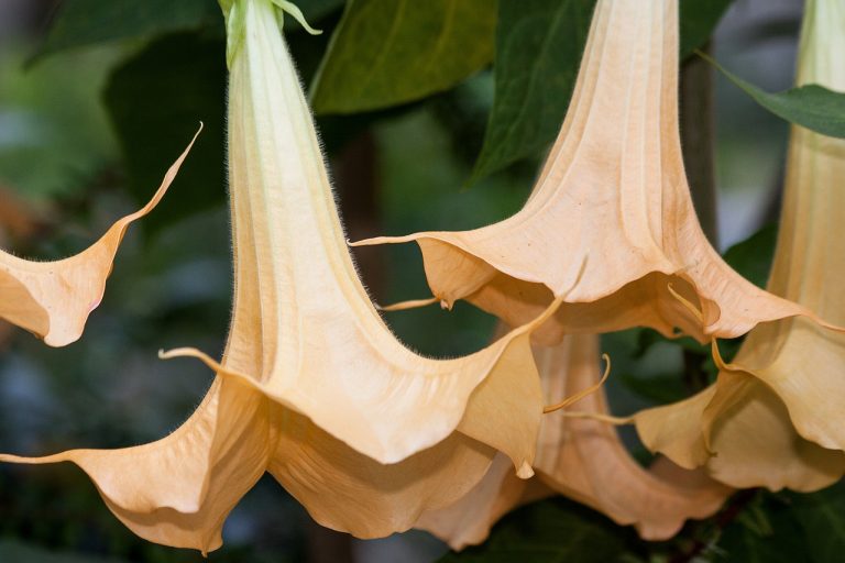 Everything You Need to Know About the Delightful Angel's Trumpet ...