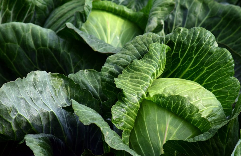 A Complete Guide to Crop Rotation for Keeping Your Garden Healthy ...