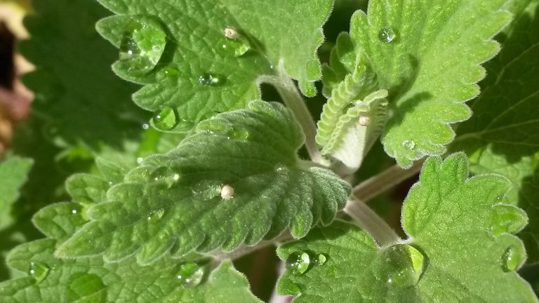 25 Great Reasons to Grow a Catnip Plant Today - Garden and Happy