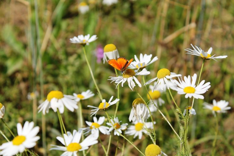 All You Need to Know About Growing an Enchanting Chamomile Plant ...