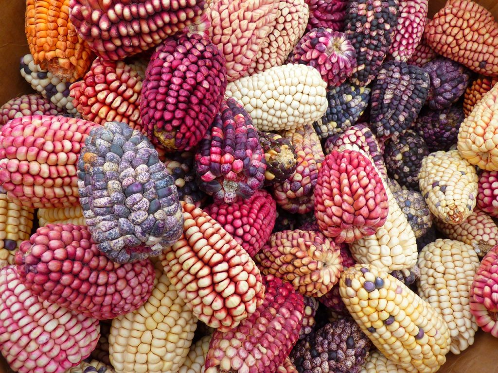 Grow Your Own Rainbow with These 24 Colorful Vegetables - Garden and Happy