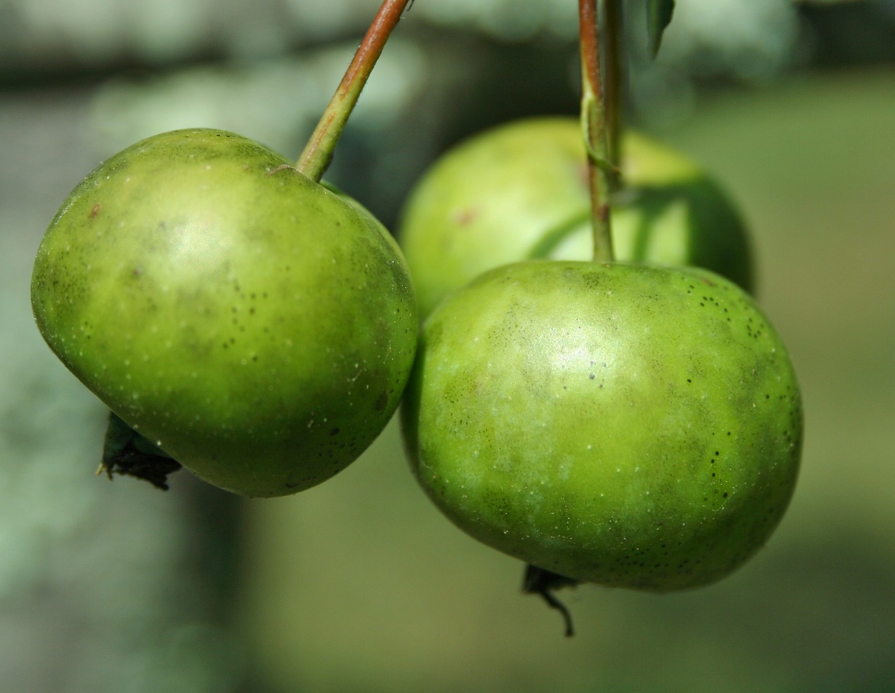 All You've Ever Wanted to Know About Growing Beautiful Crab Apples ...
