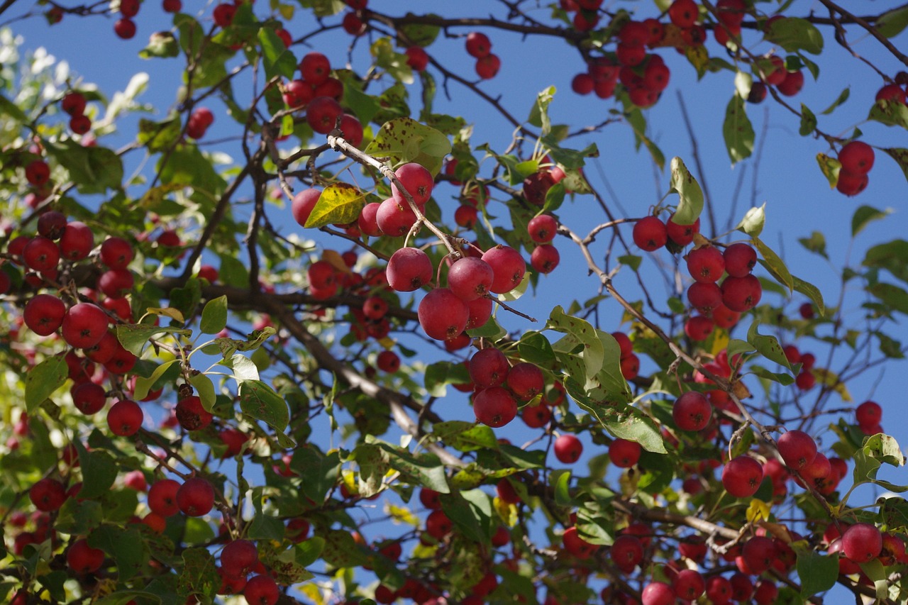 All You've Ever Wanted to Know About Growing Beautiful Crab Apples ...