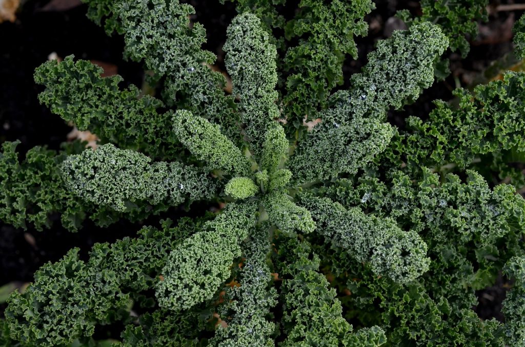 Grow Your Own Rainbow with These 24 Colorful Vegetables - Garden and Happy