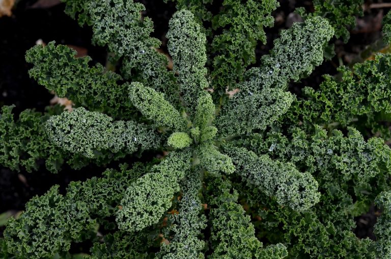 Grow Your Own Rainbow with These 24 Colorful Vegetables - Garden and Happy