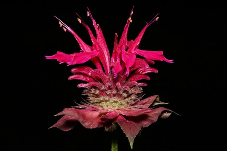 All About Bee Balm, and Why It's Such an Important Garden Ally - Garden ...
