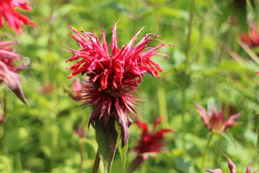 All About Bee Balm, and Why It's Such an Important Garden Ally - Garden ...