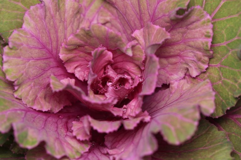 22 Gorgeous Purple Vegetables that Add Regal Splendor to Your Garden ...
