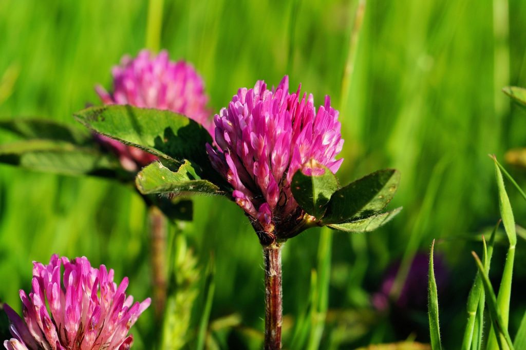 Red Clover Plant: One of the Most Beneficial Nitrogen Depositors Ever ...
