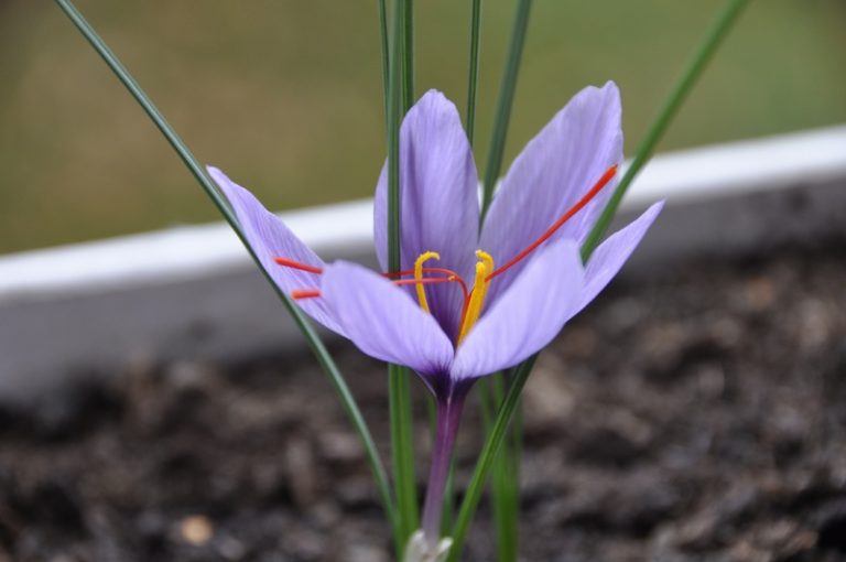 A Definitive Guide on How to Grow Saffron Crocuses - Garden and Happy