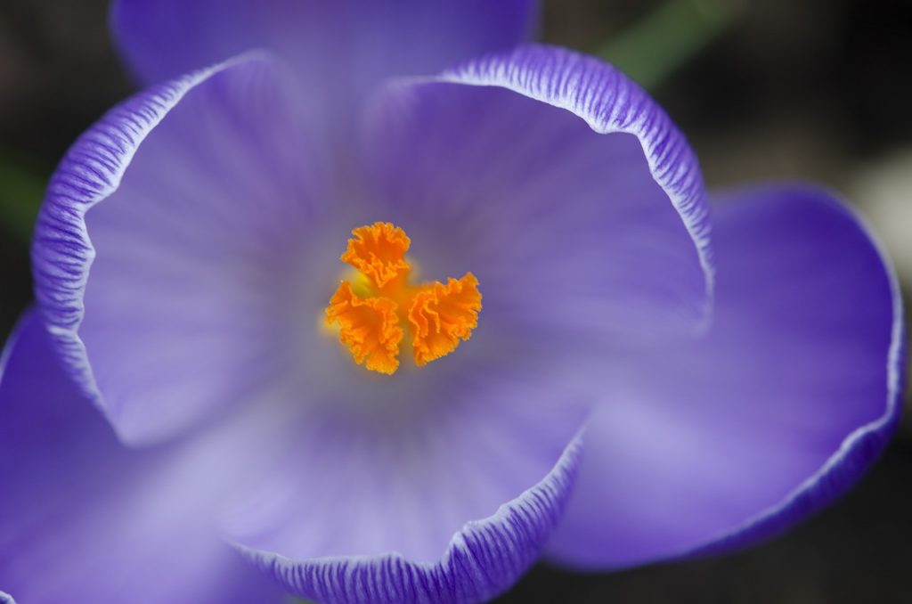 A Definitive Guide on How to Grow Saffron Crocuses - Garden and Happy