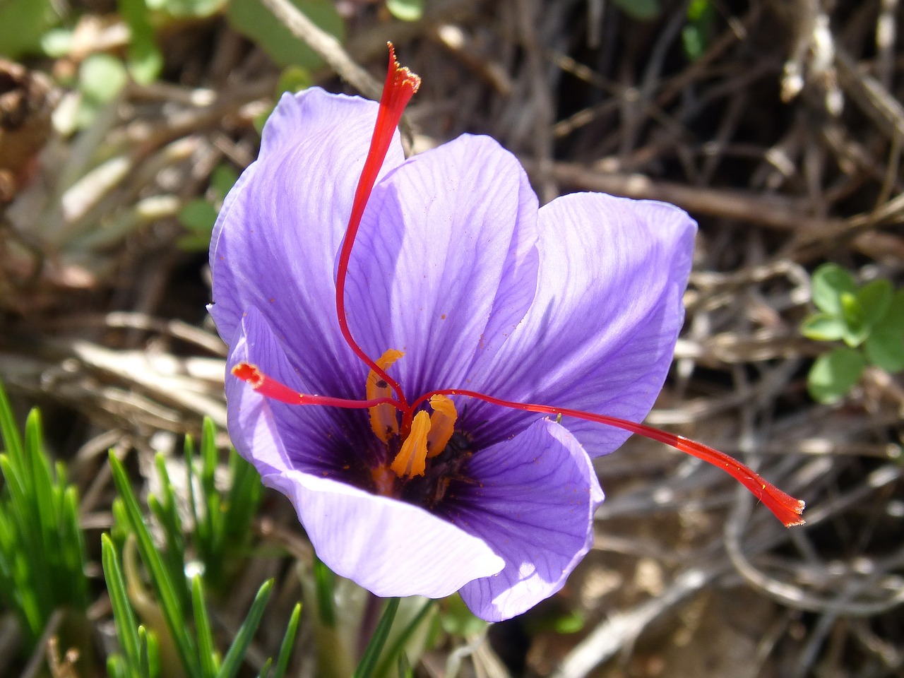 A Definitive Guide on How to Grow Saffron Crocuses - Garden and Happy