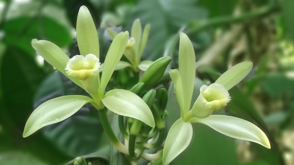 Where Does Vanilla Come From? The History of this Amazing Bean - Garden ...