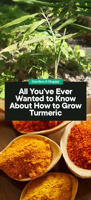 All You've Ever Wanted to Know About How to Grow Turmeric - Garden and ...