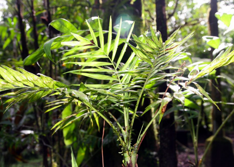 How to Grow a Beautiful Parlor Palm Tree in Your Own Home - Garden and ...