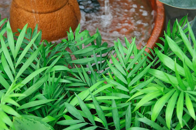 How to Grow a Beautiful Parlor Palm Tree in Your Own Home - Garden and ...