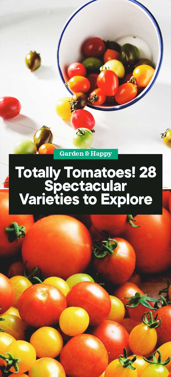 Totally Tomatoes! 28 Spectacular Tomato Varieties to Explore - Garden ...