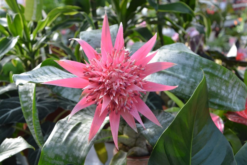 Bromeliaceae: A Comprehensive Background and Growing Guide - Garden and ...