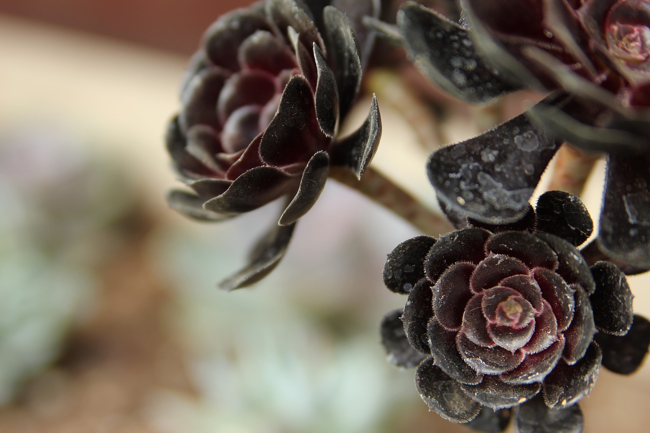 20 Stunning Black Flowers Morticia Addams Would Love - Garden and Happy