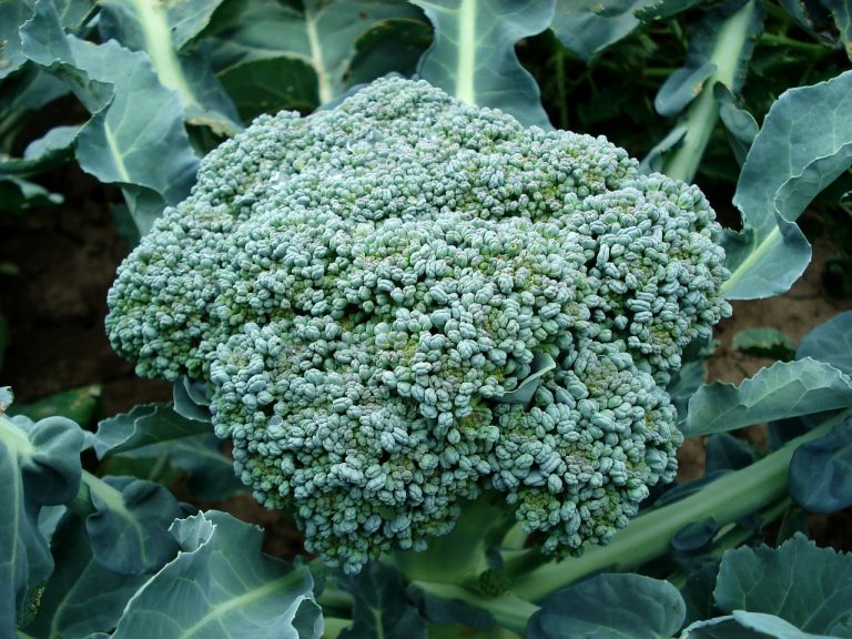 7 Brilliant Ways to Use Leftover Broccoli Stalks - Garden and Happy