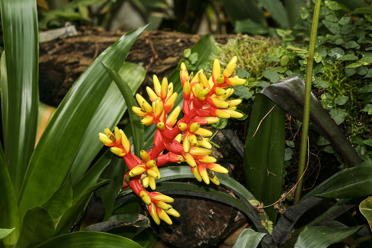 Bromeliaceae: A Comprehensive Background and Growing Guide - Garden and ...
