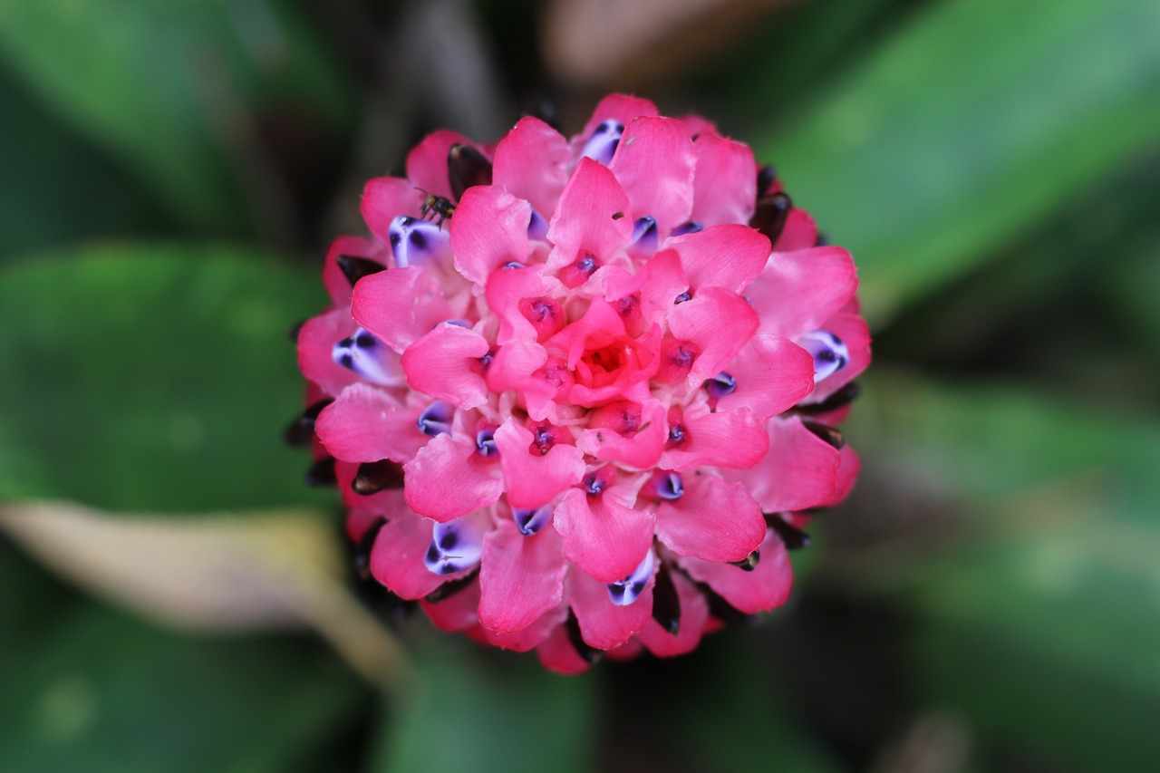 Bromeliaceae: A Comprehensive Background and Growing Guide - Garden and ...