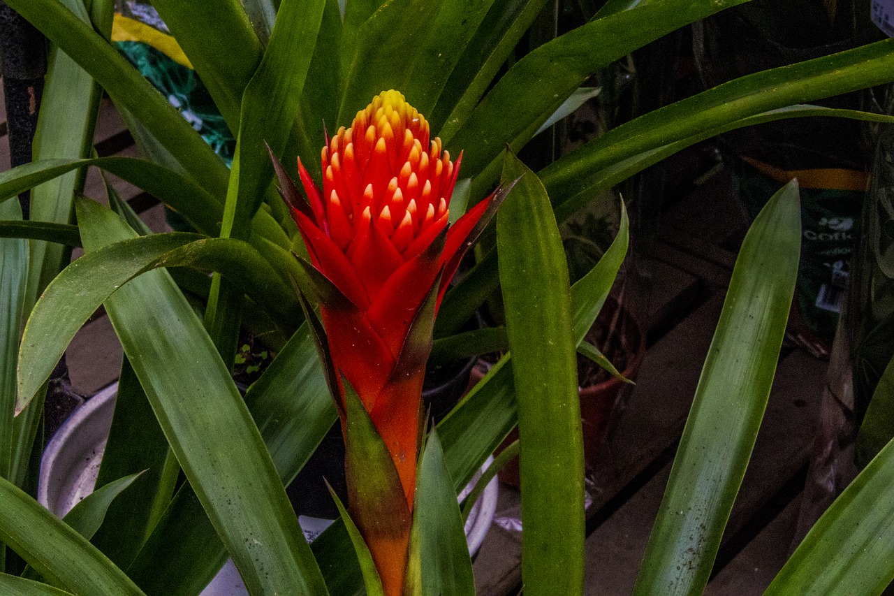 Bromeliaceae: A Comprehensive Background and Growing Guide - Garden and ...