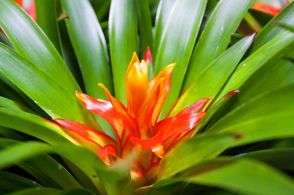 Bromeliaceae: A Comprehensive Background and Growing Guide - Garden and ...