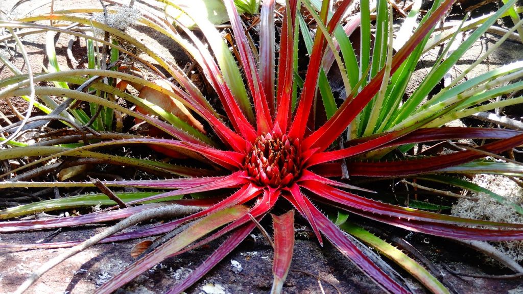 Bromeliaceae: A Comprehensive Background and Growing Guide - Garden and ...