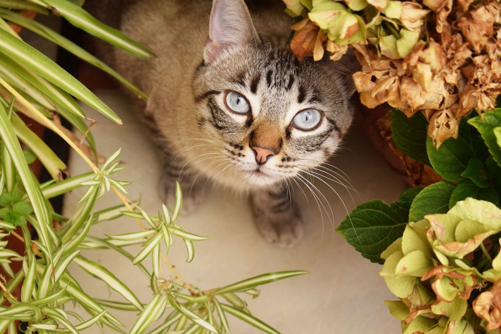 A Complete List of 11 Cat-Friendly Plants to Grow Indoors - Garden and ...