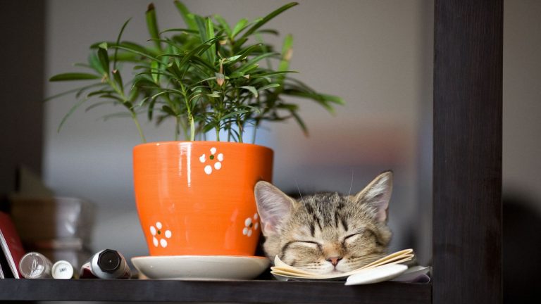 A Complete List of 11 Cat-Friendly Plants to Grow Indoors - Garden and ...