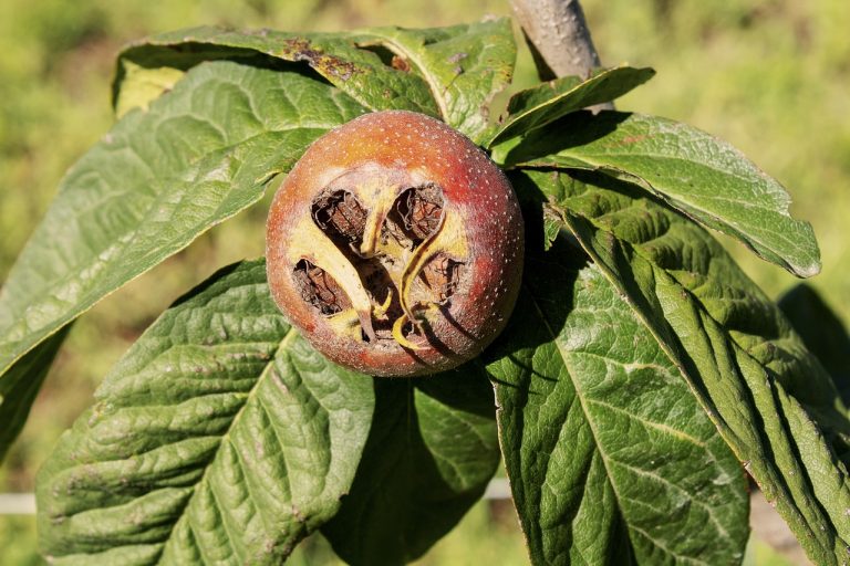 What's a Medlar? Learn All About this Fascinating Medieval Fruit ...