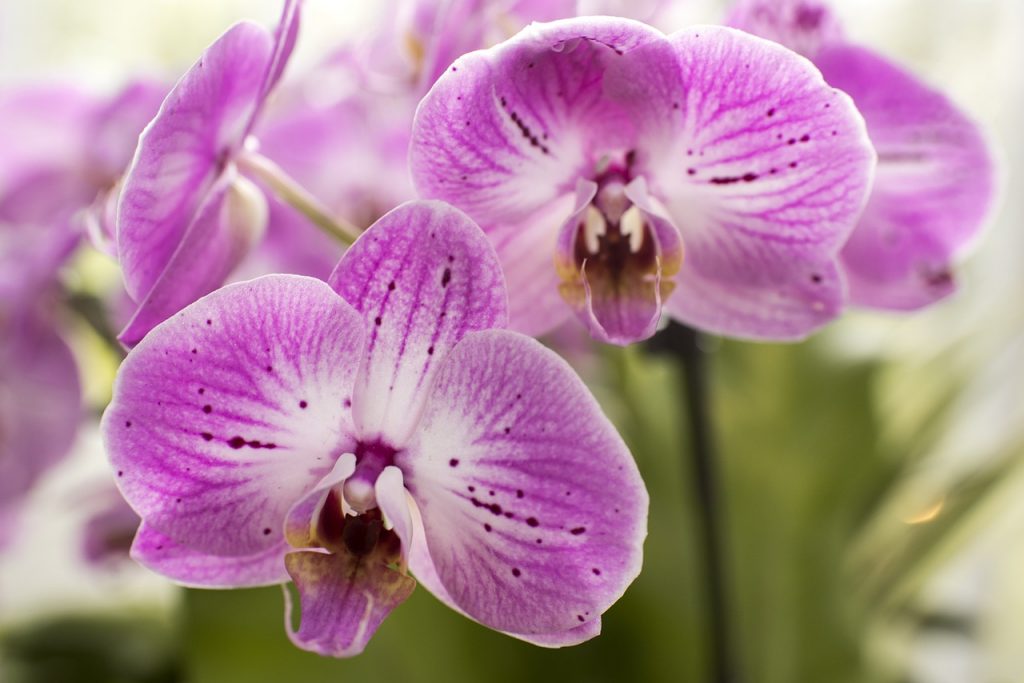 The Most Extraordinary Types of Orchids, and How to Grow Them - Garden ...