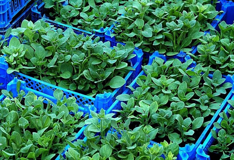 The Kratky Method: A Brilliant Hydroponics Setup you Need to Know ...