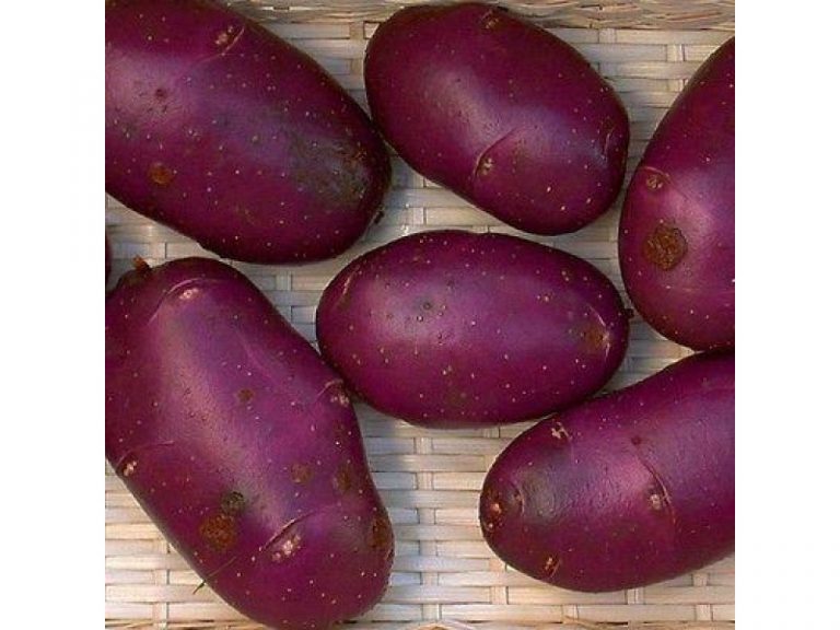 A Detailed Guide to Growing Potatoes Perfectly - Garden and Happy