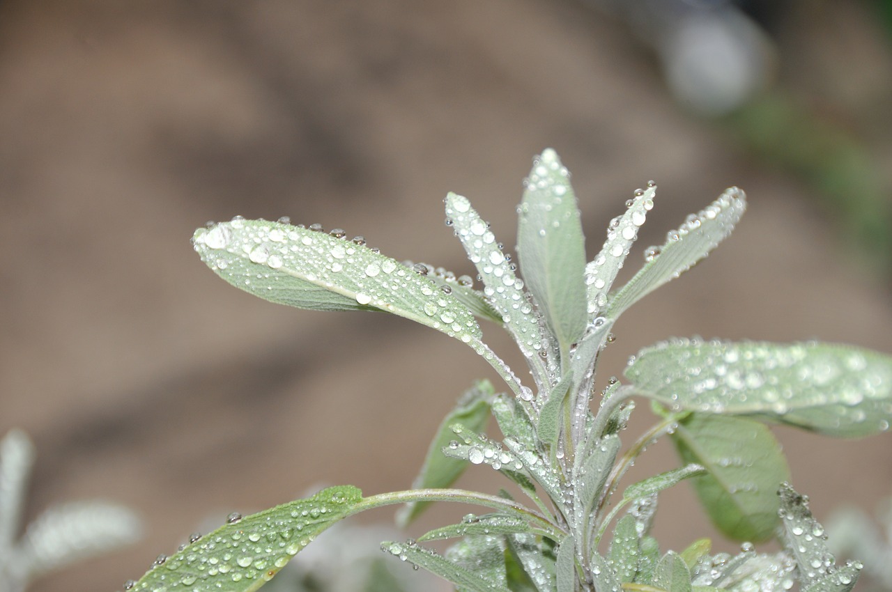 All There Is to Know About the Wonderful White Sage Plant - Garden and ...
