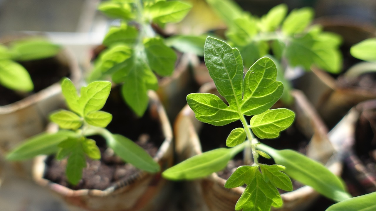 The Kratky Method: A Brilliant Hydroponics Setup you Need to Know ...