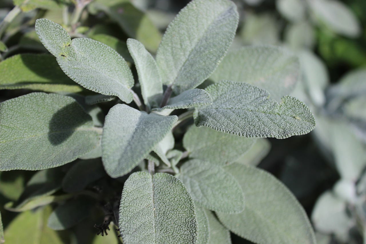 All There Is to Know About the Wonderful White Sage Plant - Garden and ...