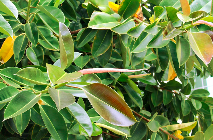 6 Tips for Keeping Your Ficus Tree Happy and Healthy - Garden and Happy