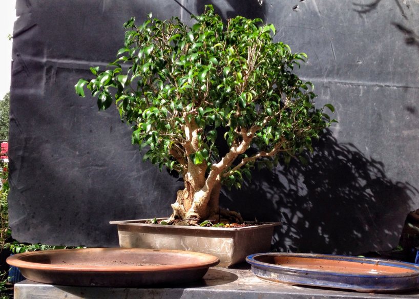 6 Tips for Keeping Your Ficus Tree Happy and Healthy - Garden and Happy