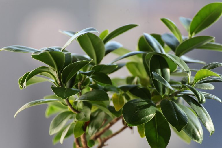6 Tips for Keeping Your Ficus Tree Happy and Healthy - Garden and Happy