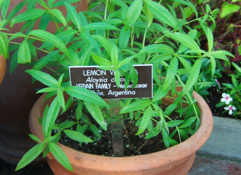 A Complete Guide on Planting, Growing, and Harvesting Lemon Verbena ...