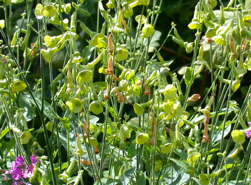 Nicotiana (Flowering Tobacco) is Incredibly Beautiful AND Easy to Grow ...