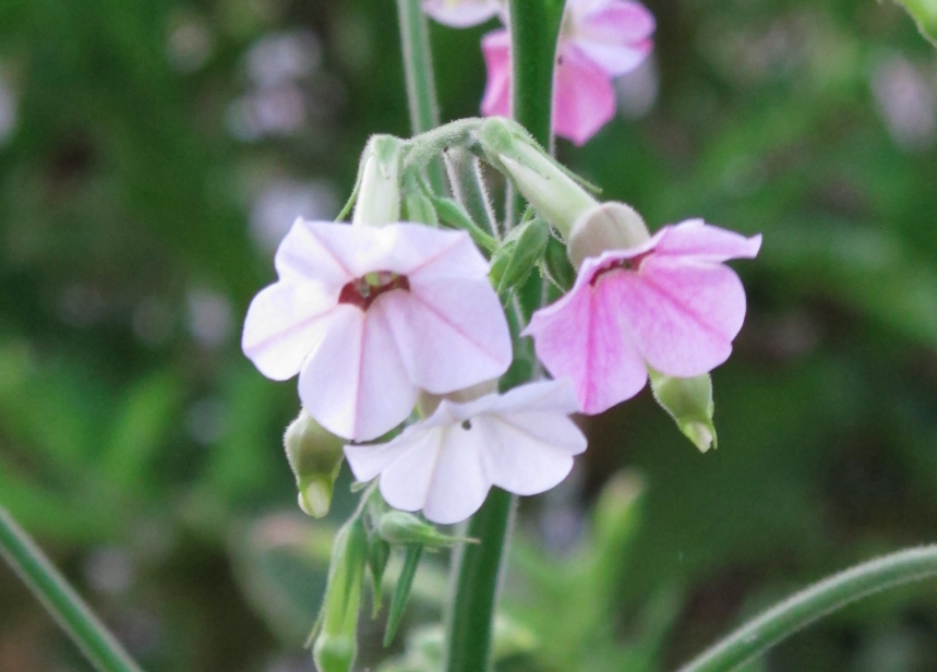 Nicotiana (Flowering Tobacco) is Incredibly Beautiful AND Easy to Grow ...