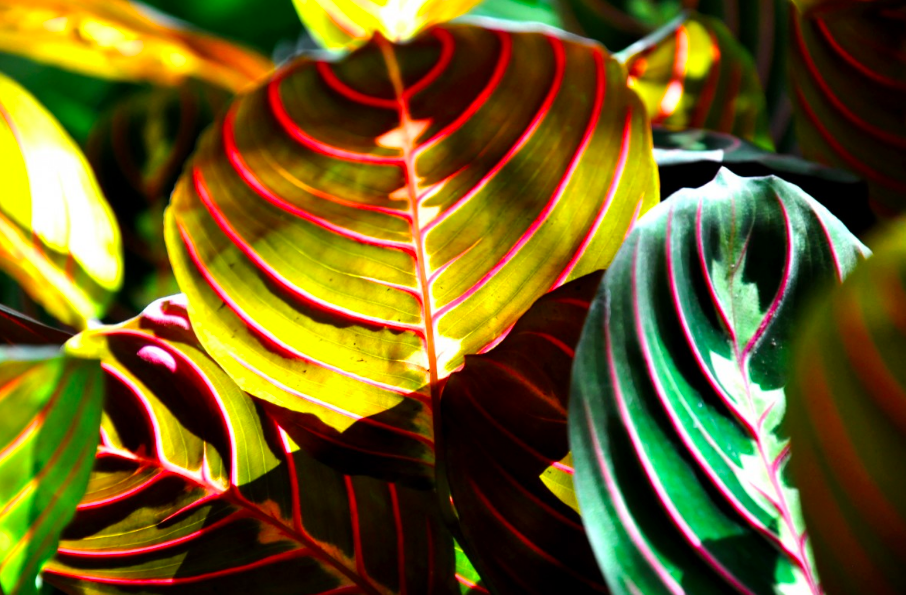 Prayer Plant: A Complete Growing and Care Guide - Garden and Happy