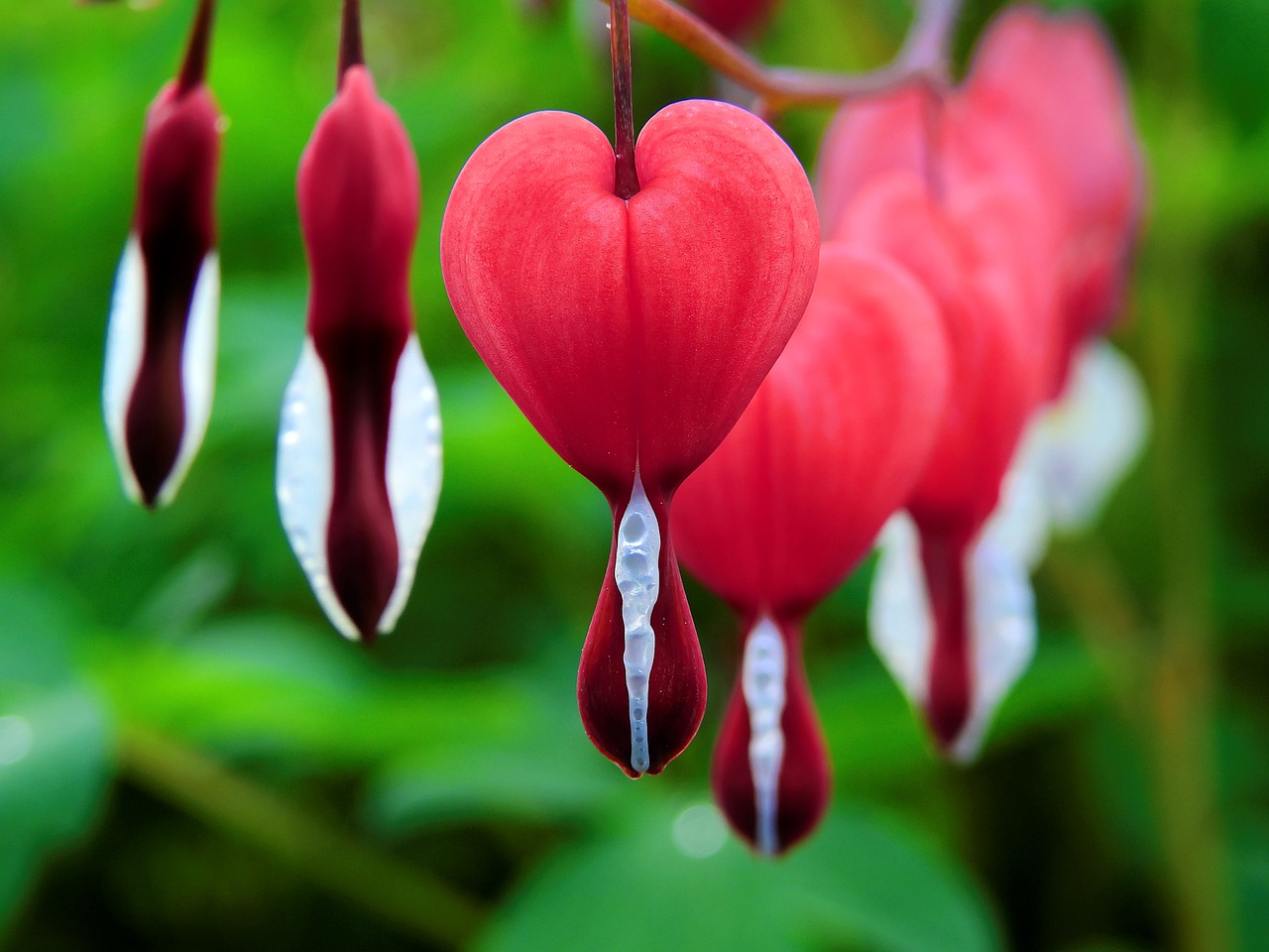 The Bleeding Heart Plant: An Essential Growing Guide - Garden and Happy