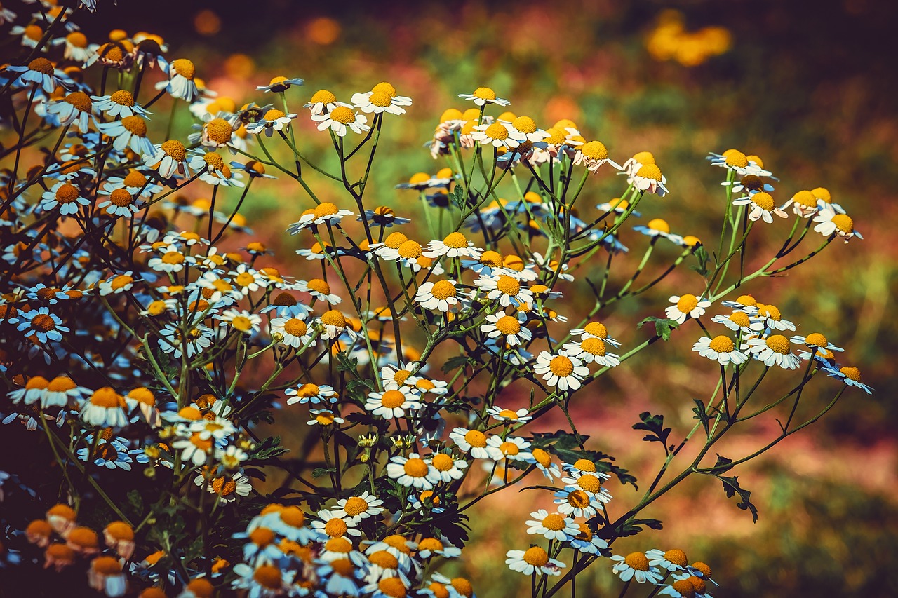 What is the Feverfew Plant and What is it Good For? - Garden and Happy